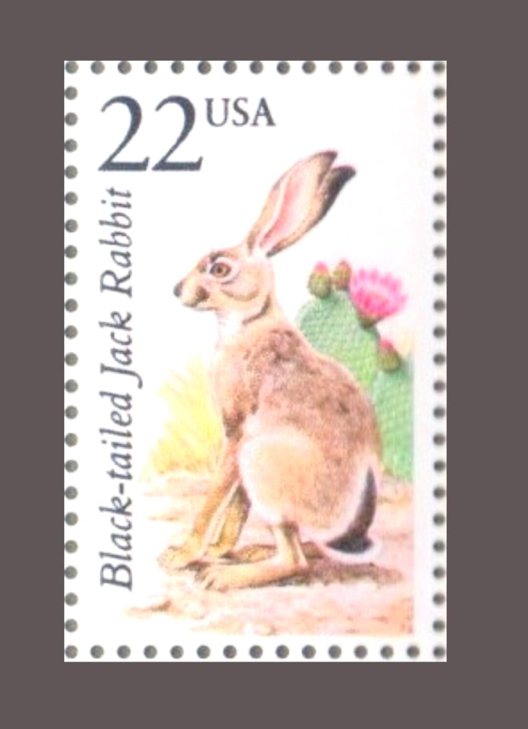 Vintage Unused Black-tailed Jack Rabbit, North American Wildlife US ...