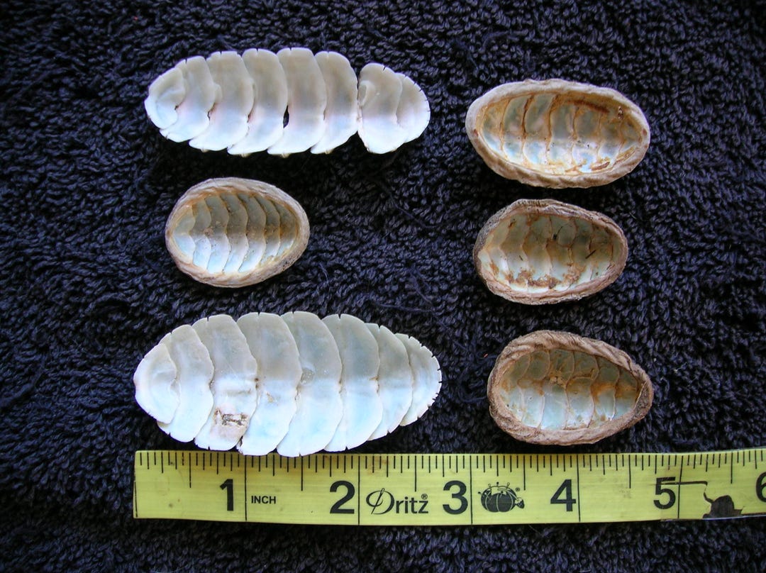 REAL CHITON SHELLS Set of 6 Seashell Chitons Taxidermy Oddity Ocean ...