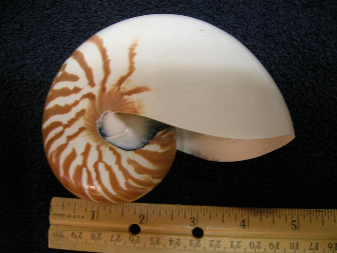 REAL Chambered Nautilus Shell Seashell Shells Nautilus Pompilius - Etsy