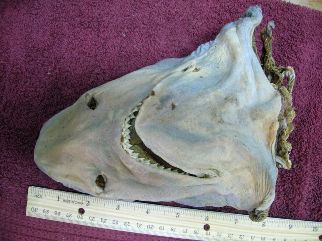 REAL SHARK HEAD Dried Taxidermy Jaw Jaws Teeth Sharks Tooth Skull ...