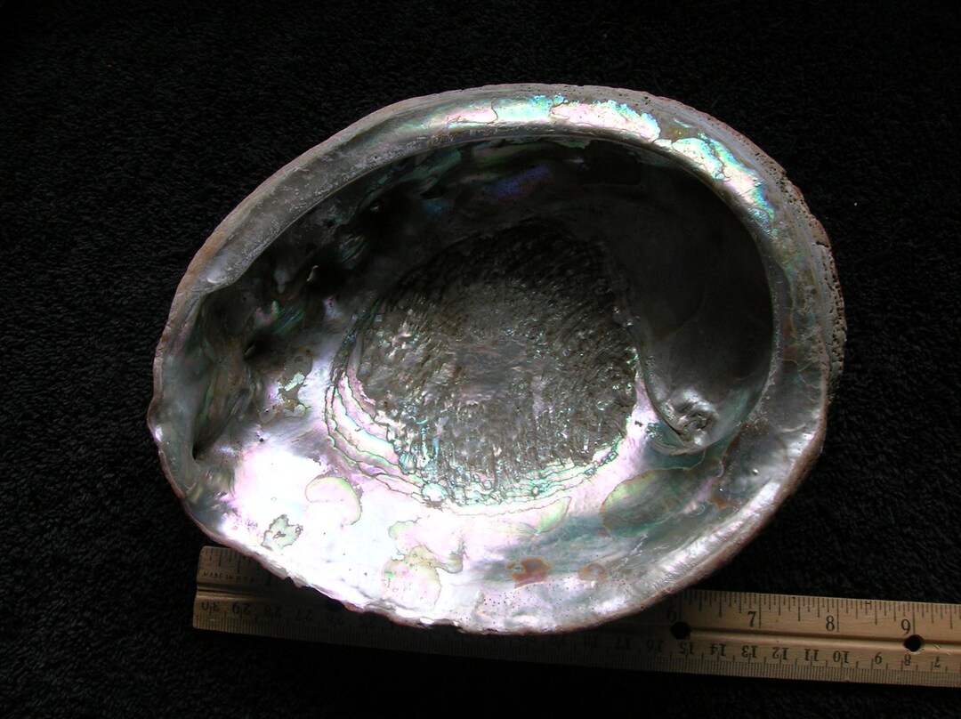REAL ABALONE SHELL 7 3/4" Long Sea Shell Shells Oyster Clam Art Craft ...