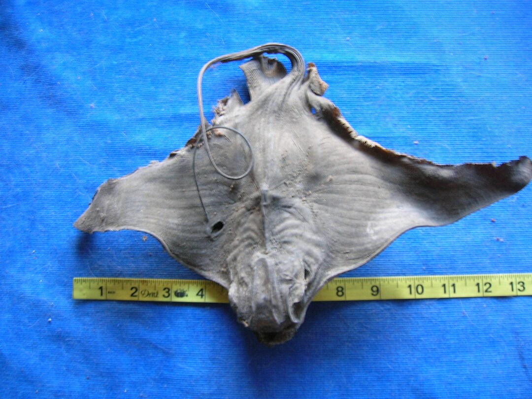 REAL Dried Stingray Shark Sharks Jaw Jaws Taxidermy Teeth Tooth Fish ...