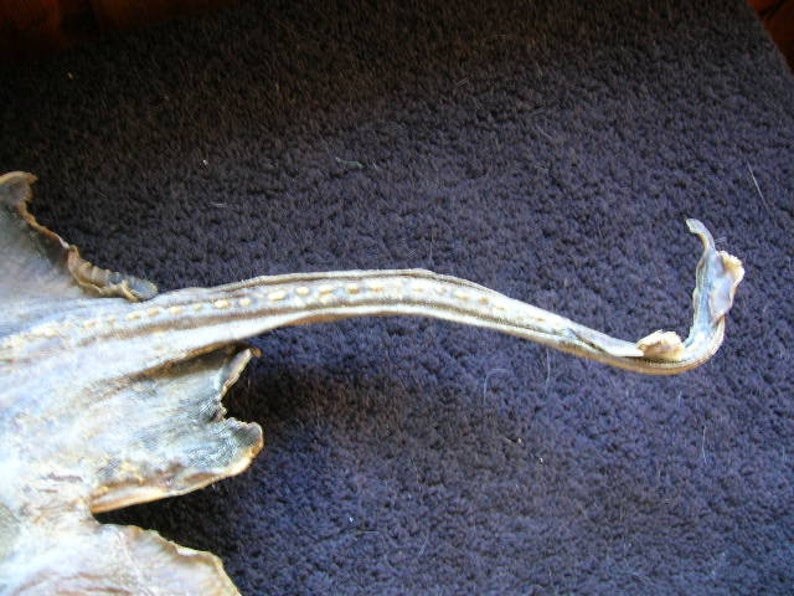 BIG REAL Dried Sea Skate Shark Sharks Jaw Jaws Taxidermy Teeth Tooth ...