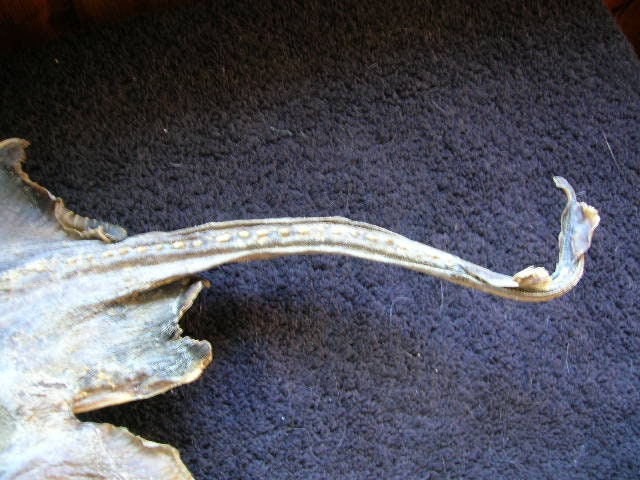 BIG REAL Dried Sea Skate Shark Sharks Jaw Jaws Taxidermy Teeth Tooth ...