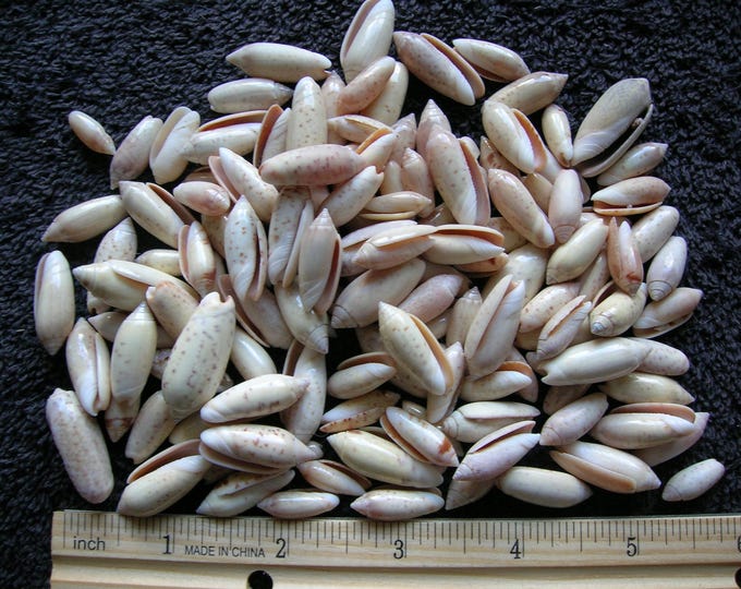 100 Small REAL Olive SEA SHELLS Arts Crafts Wedding Jewelry Seashell ...