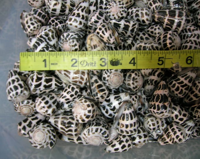 25 POLISHED Large Hebrew Cone SEA SHELLS Arts Crafts Wedding Jewelry ...