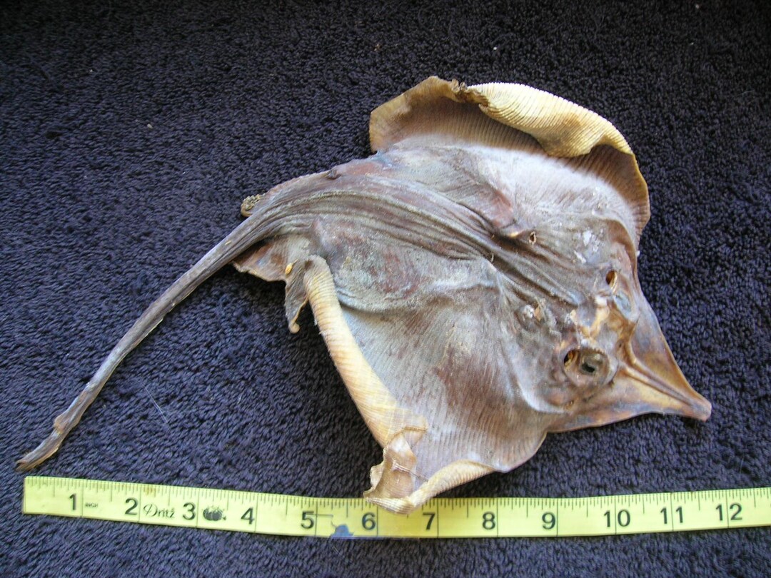 REAL Dried Sea Skate Shark Sharks Jaw Jaws Taxidermy Teeth Tooth Fish ...