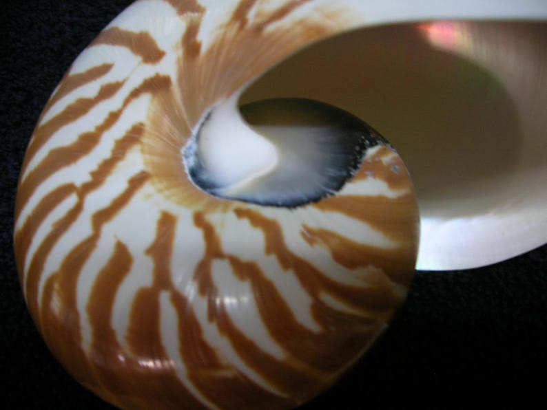 REAL Chambered Nautilus Shell Seashell Shells Nautilus Pompilius - Etsy
