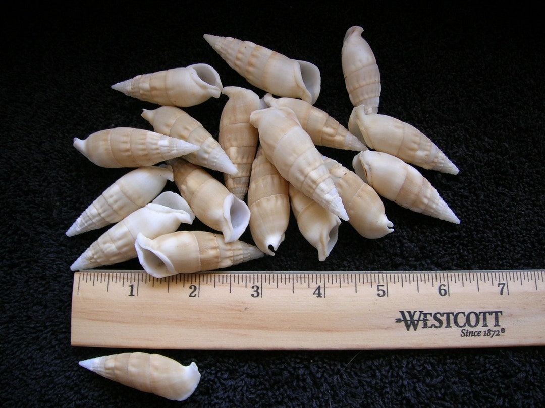 50 REAL Cerith SEA SHELLS Arts Crafts Wedding Jewelry Seashell ...