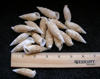 25 Large Hebrew Cone SEA SHELLS Arts Crafts Wedding Jewelry Seashells ...