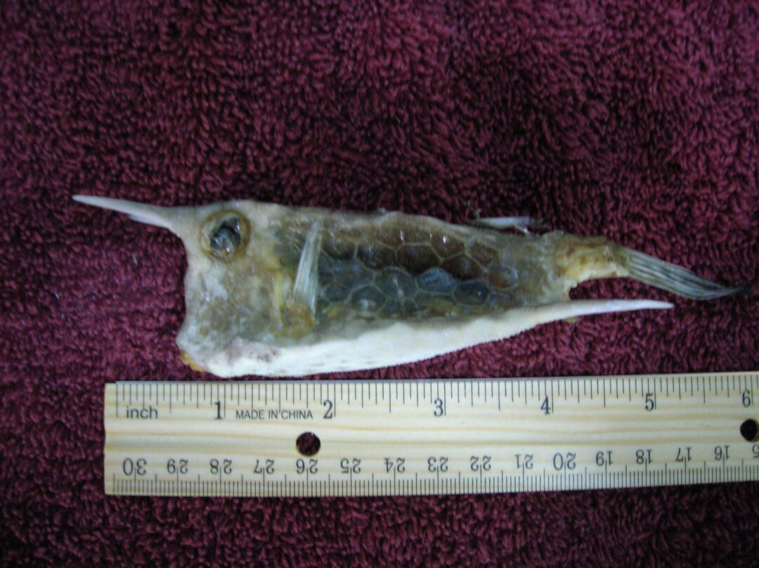 Real Dried Cowfish Boxfish Sharks Ray Shark Taxidermy Jaw Jaws Teeth ...
