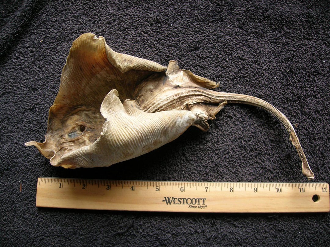 REAL Dried Sea Skate Shark Sharks Jaw Jaws Taxidermy Teeth Tooth Fish ...