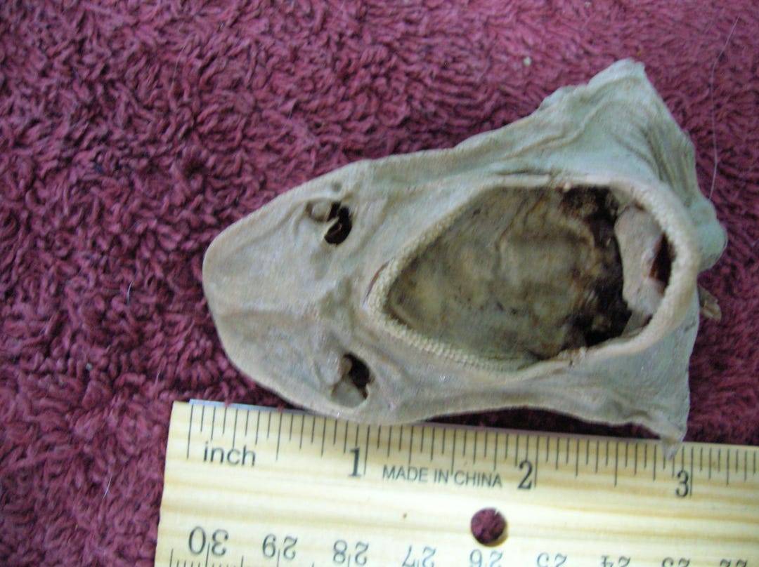 REAL SHARK HEAD Dried Taxidermy Jaw Jaws Teeth Sharks Tooth Skull ...