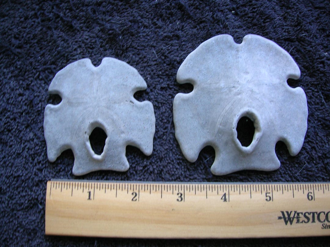 2 REAL Sand Dollars Dollar Seashell Shells Urchin Sea Star Fish ...