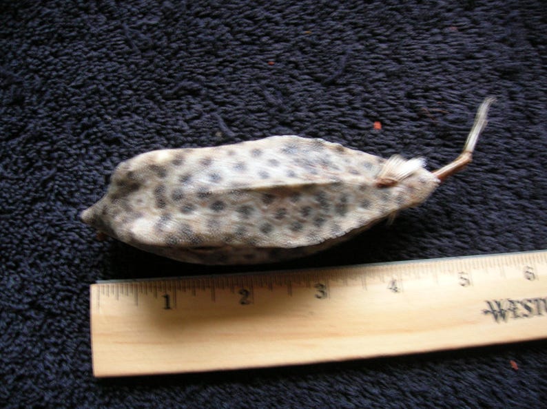 Real Dried Cowfish Boxfish Sharks Ray Shark Taxidermy Jaw Jaws Teeth ...