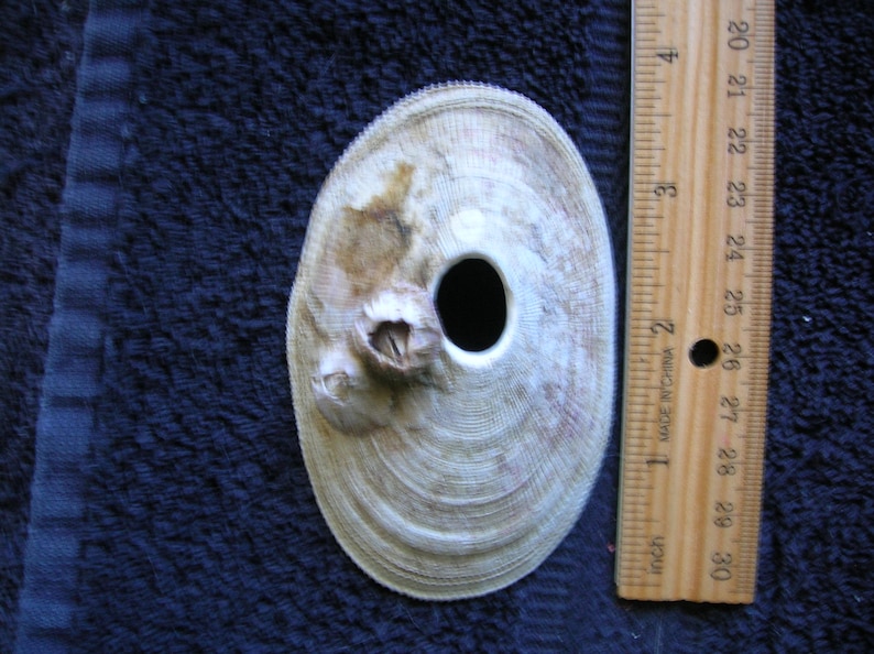 Giant Keyhole Limpet Shell With 2 Barnacles! Megathura Crenulata ...