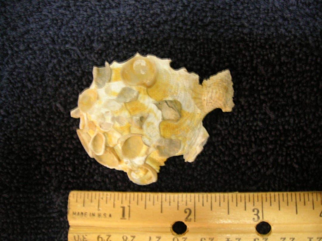 REAL Xenophora Carrier Shell/shells Seashell/oddity/conch/art Craft ...