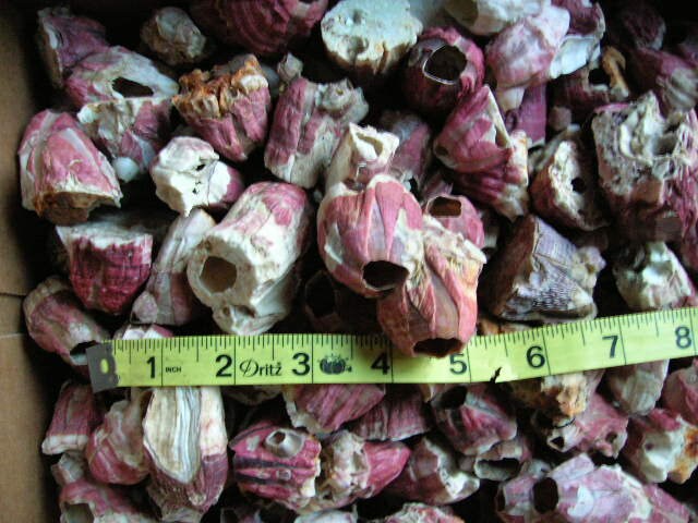 Set of 12 REAL Barnacle Shells, 1 1/4 to 1 1/2 Average, Sea Shell ...