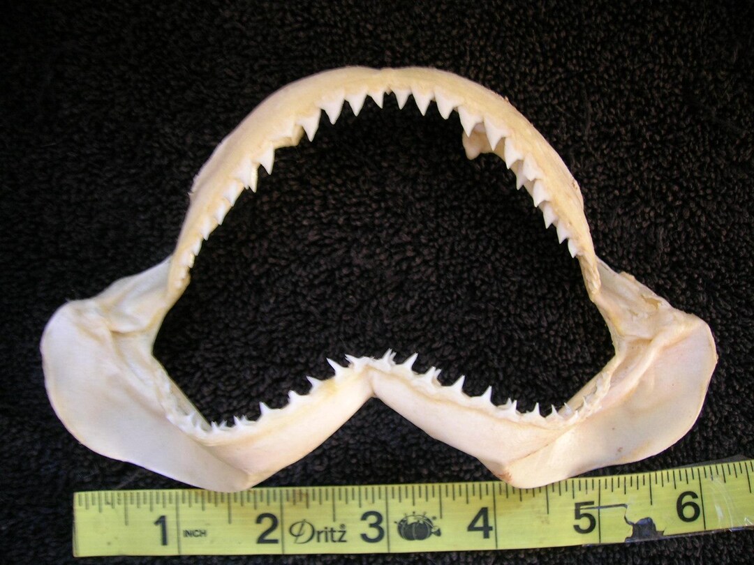 REAL SHARK JAW Jaws Taxidermy Fish Mount Skull Skeleton Fishing Bone ...