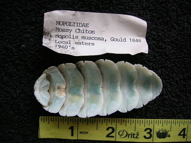 Chiton Shell