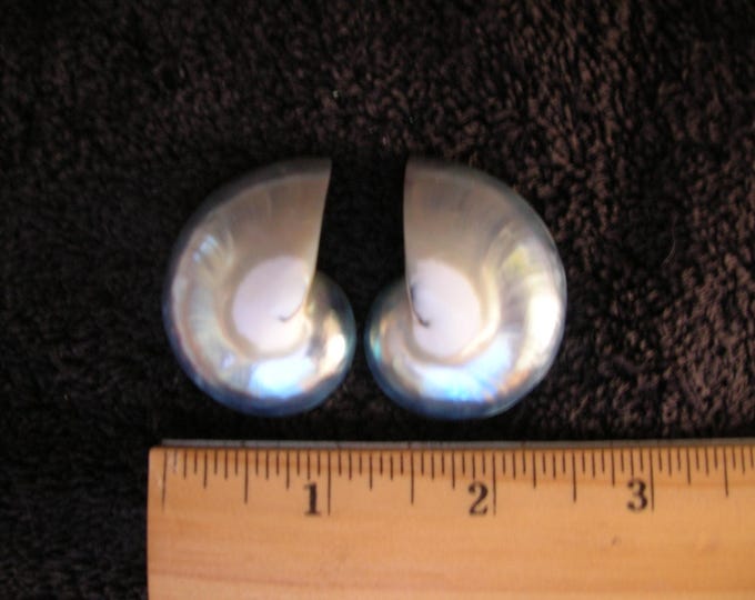 2 REAL Pearlized Chambered Nautilus Centers Seashell Shells Crafts Art ...