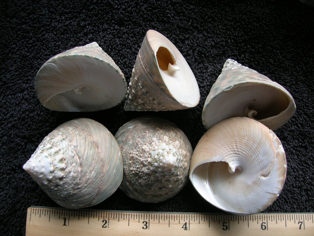 SET of 6 Natural Green Trochus Shells 2 1/8" Wide Seashell Sea Ocean ...
