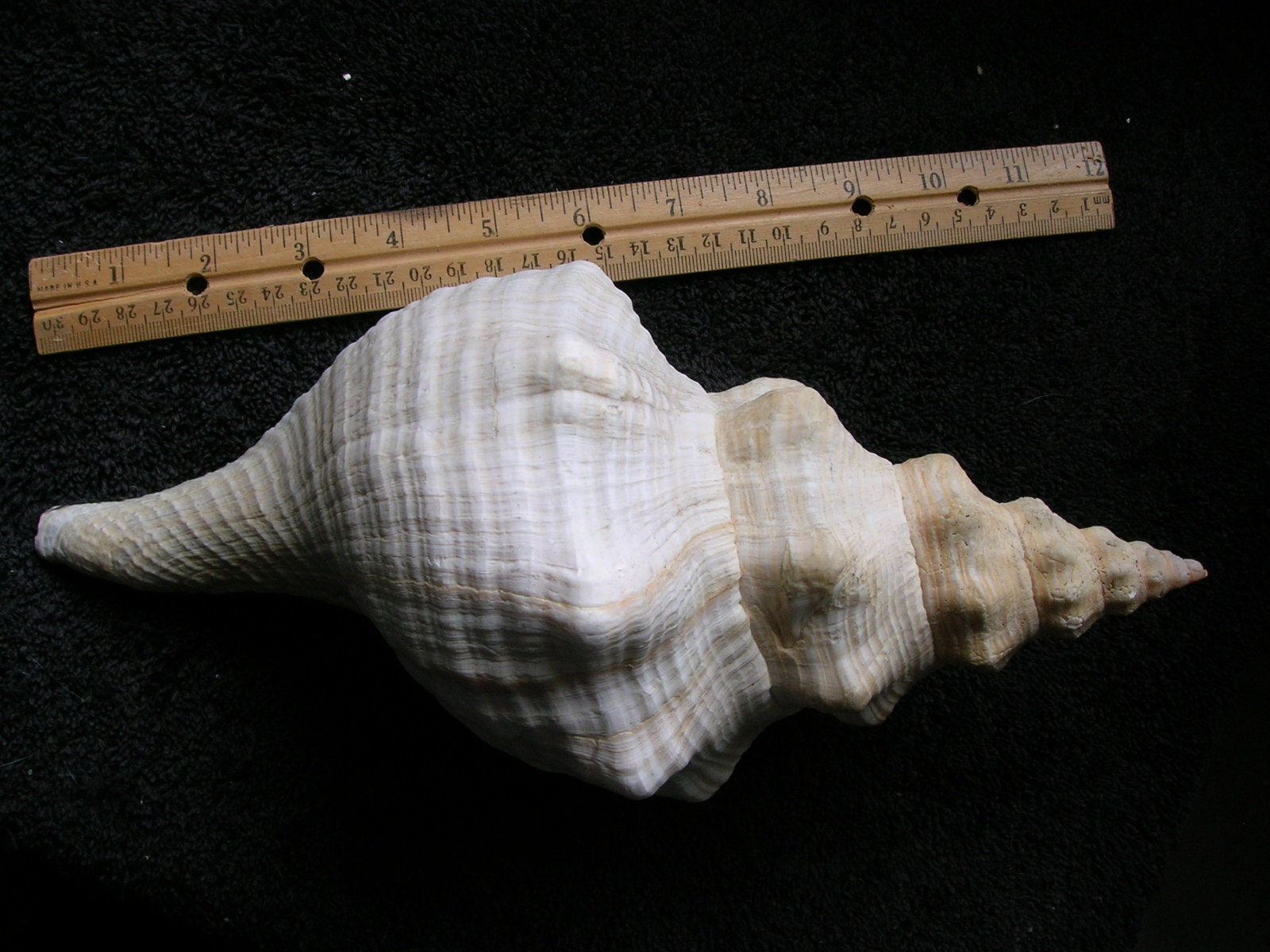 AMAZING Horse Conch Seashell Shells With Operculum 11 1/2