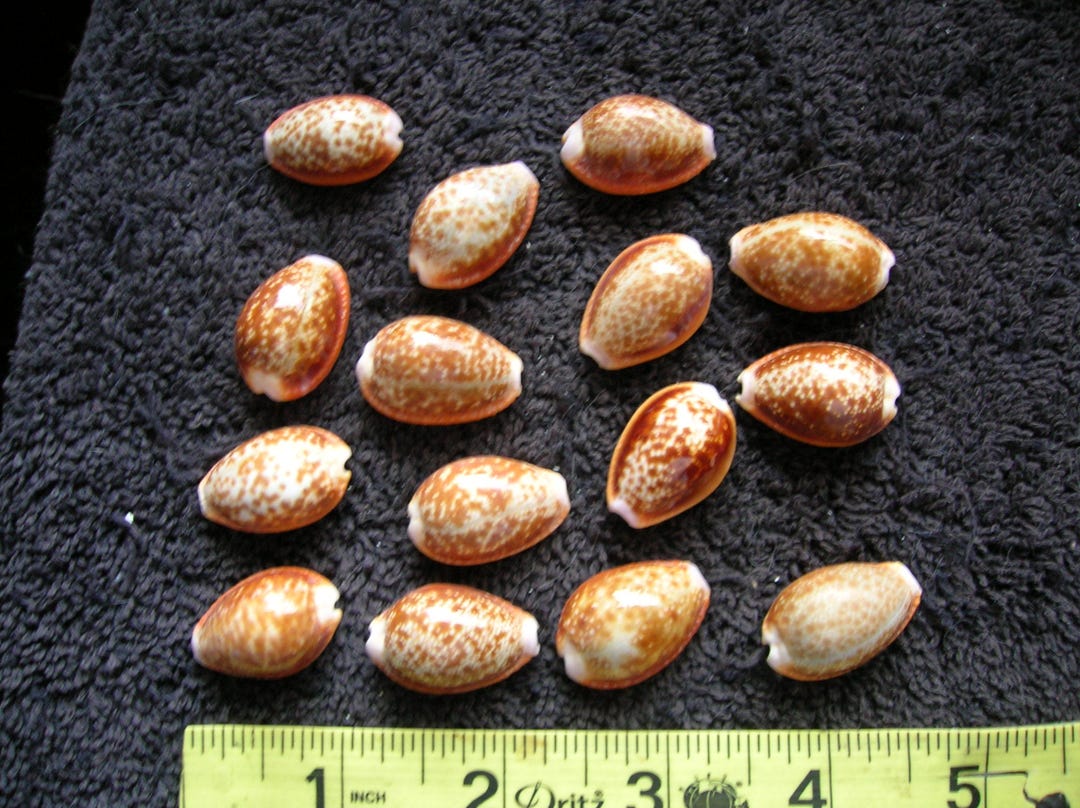 Set of 15 REAL COWRY SHELLS Cypraea Helvola Honey Cowry Cowries Arts ...