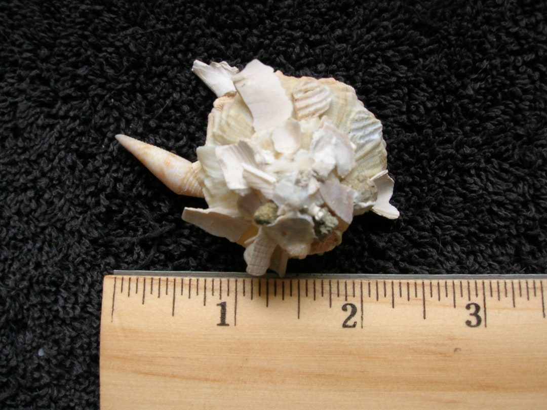 REAL Xenophora Pallidula Pallid Carrier Shell/shells Seashell/oddity ...