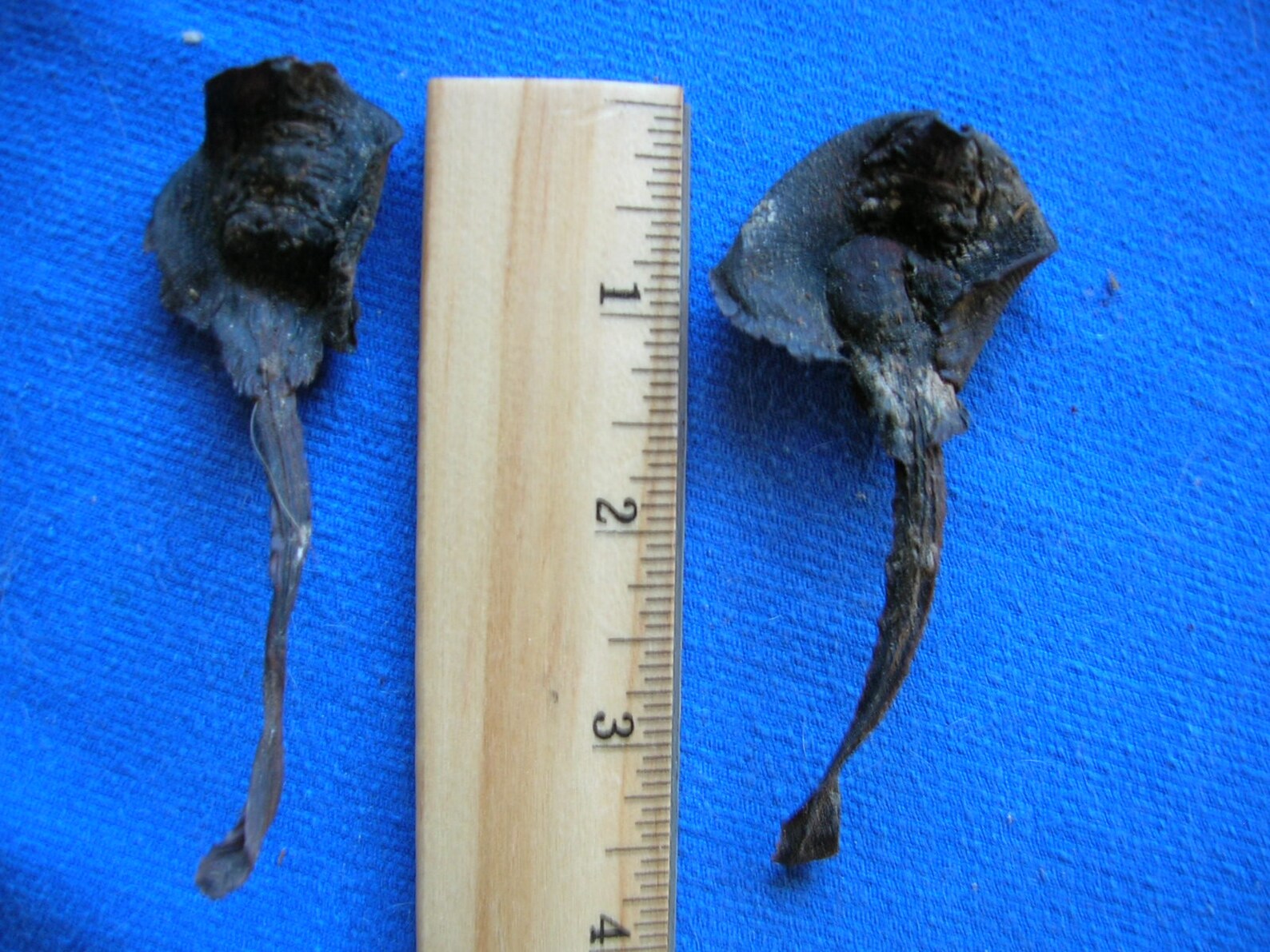 Set of 2 Tiny, Real Dried Thornback Rays Shark Sharks Jaw Jaws ...