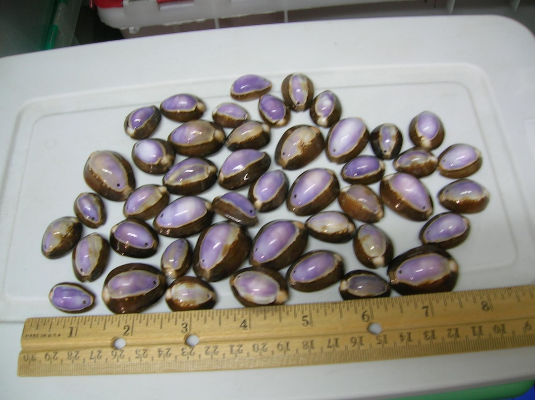 Set of 45 Drilled REAL Purple COWRY SHELLS Cypraea Caputserpentis ...