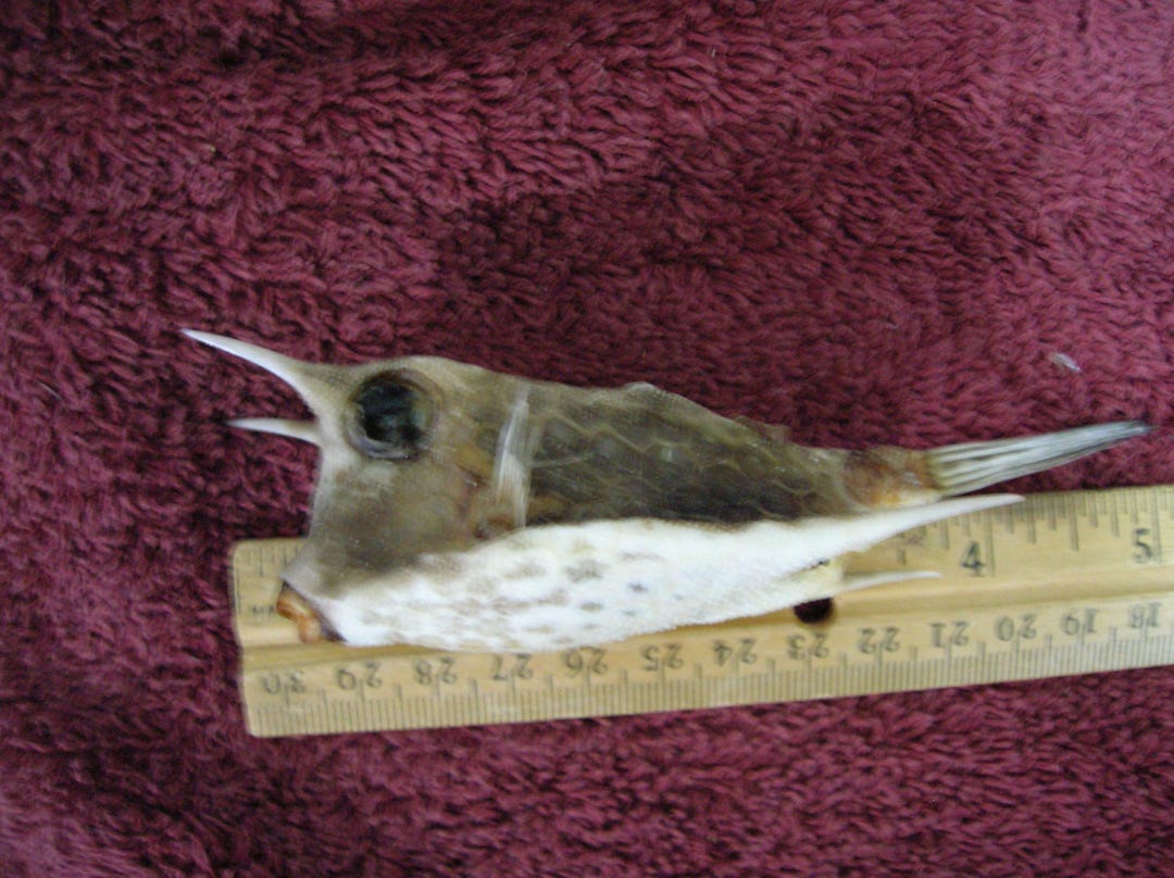 Real Dried Cowfish Sharks Ray Shark Taxidermy Jaw Jaws Teeth Skull ...