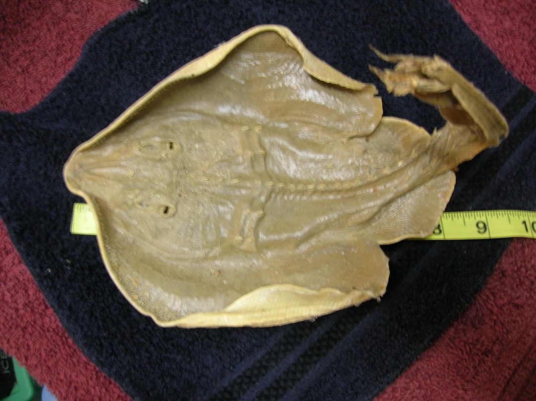 Real Dried Thornback Ray Shark Taxidermy Jaw Jaws Teeth Sharks Skull ...