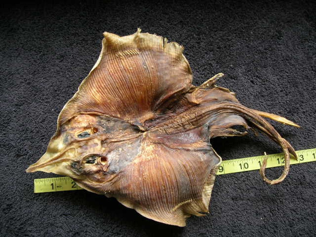 REAL Dried Sea Skate Shark Sharks Jaw Jaws Taxidermy Teeth - Etsy