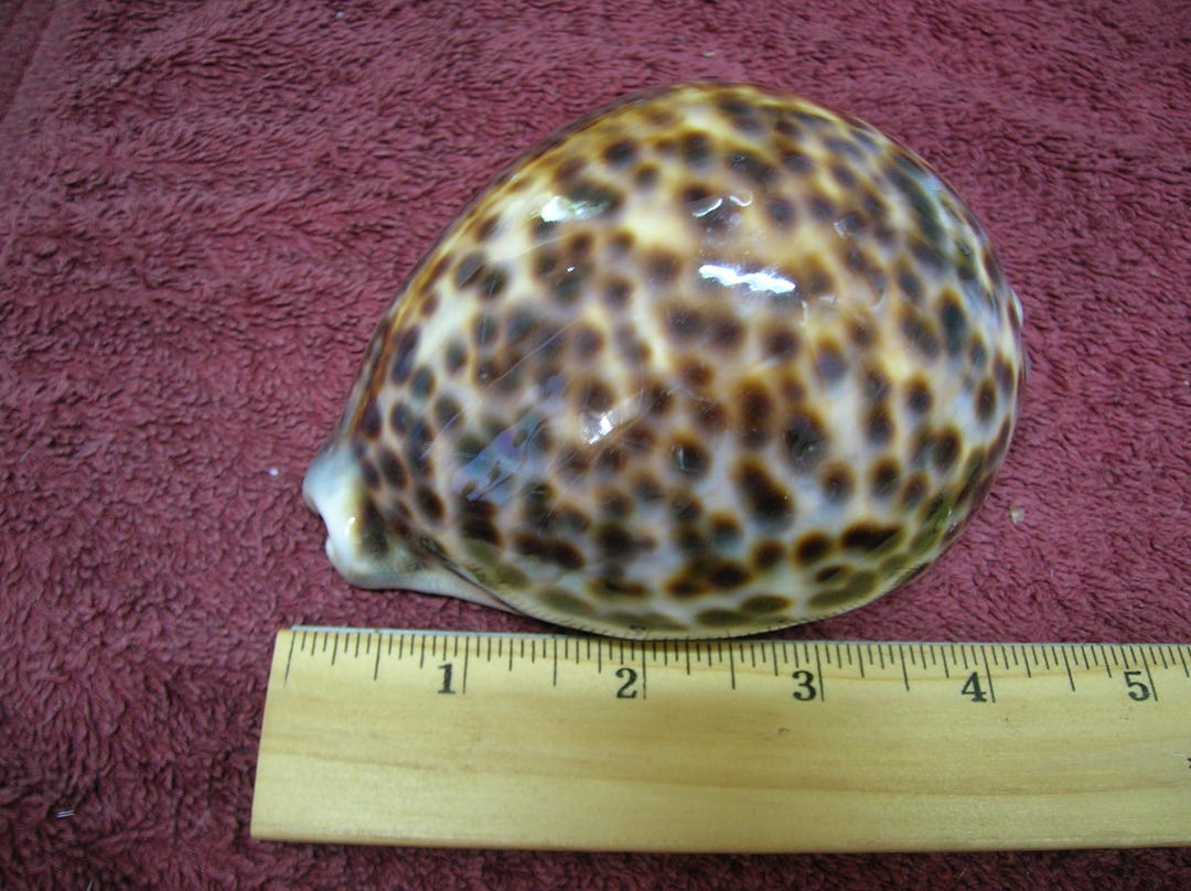 GIANT Tiger Cowry Shell Cypraea Tigris Shells Seashell Cowrie Cowries ...