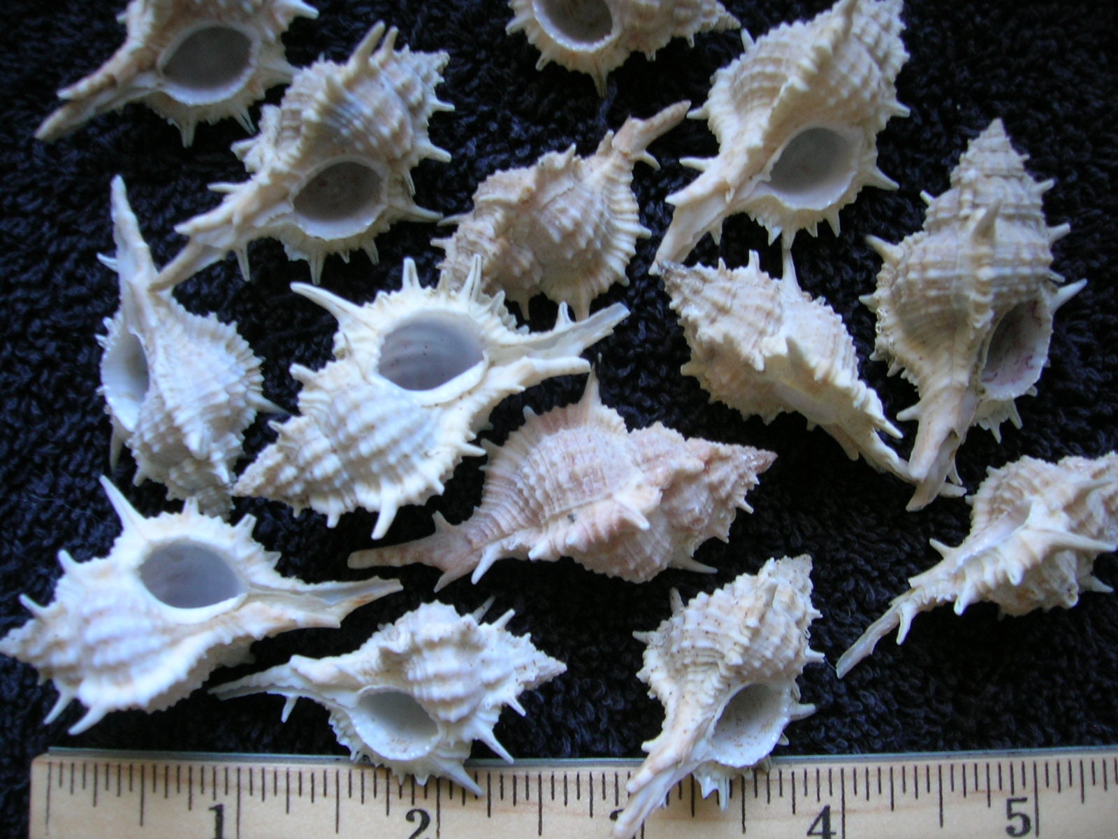 Set of 20 REAL SPINY MUREX Sea Shells Arts Crafts Wedding Jewelry ...