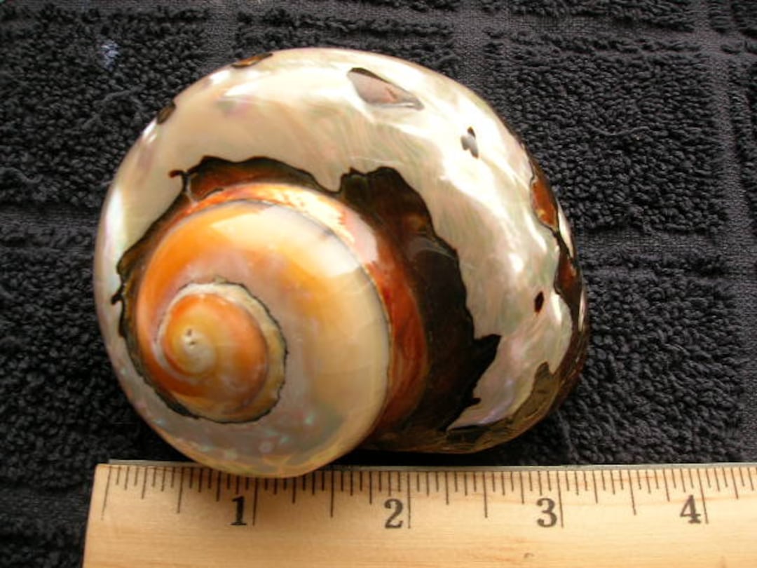 Real Polished Turk's Cap (turbo Sarmaticus) Sea Shell Shells Specimen ...