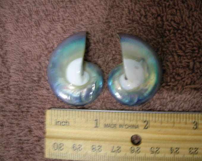2 REAL Pearlized Chambered Nautilus Centers Seashell Shells Crafts Art ...