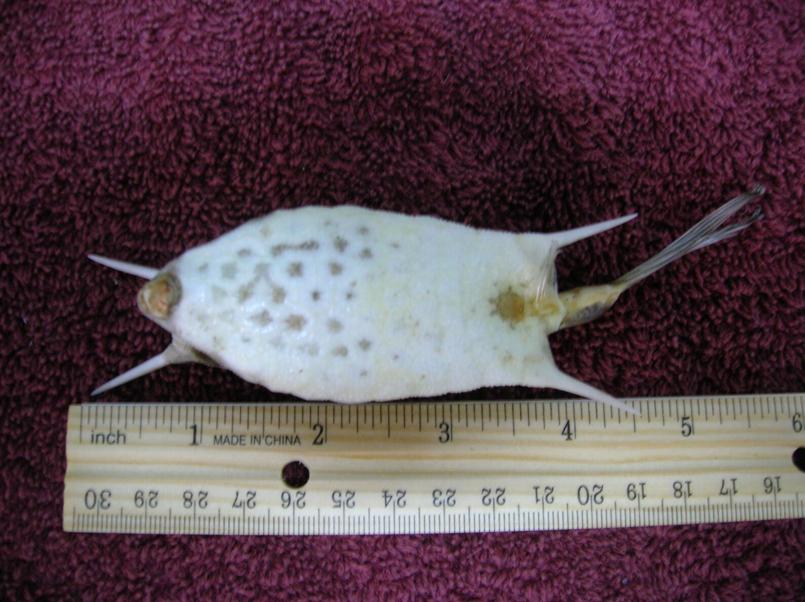 Real Dried Cowfish Boxfish Sharks Ray Shark Taxidermy Jaw Jaws Teeth ...