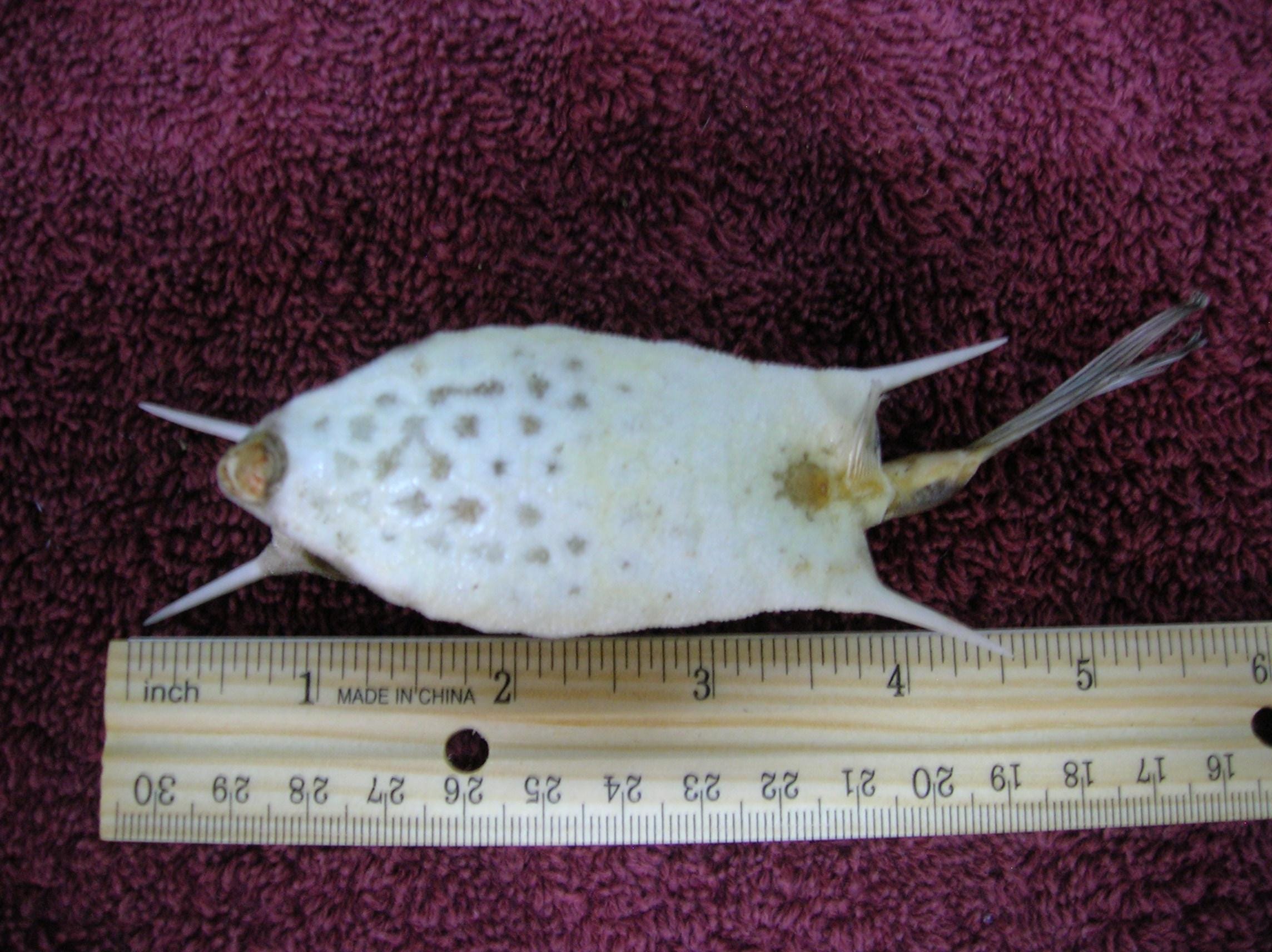Real Dried Cowfish Boxfish Sharks Ray Shark Taxidermy Jaw Jaws Teeth ...