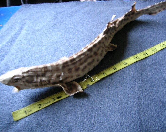 REAL Stuffed Coral Cat Shark- Jaws Taxidermy Fish Mount Skull Skeleton ...