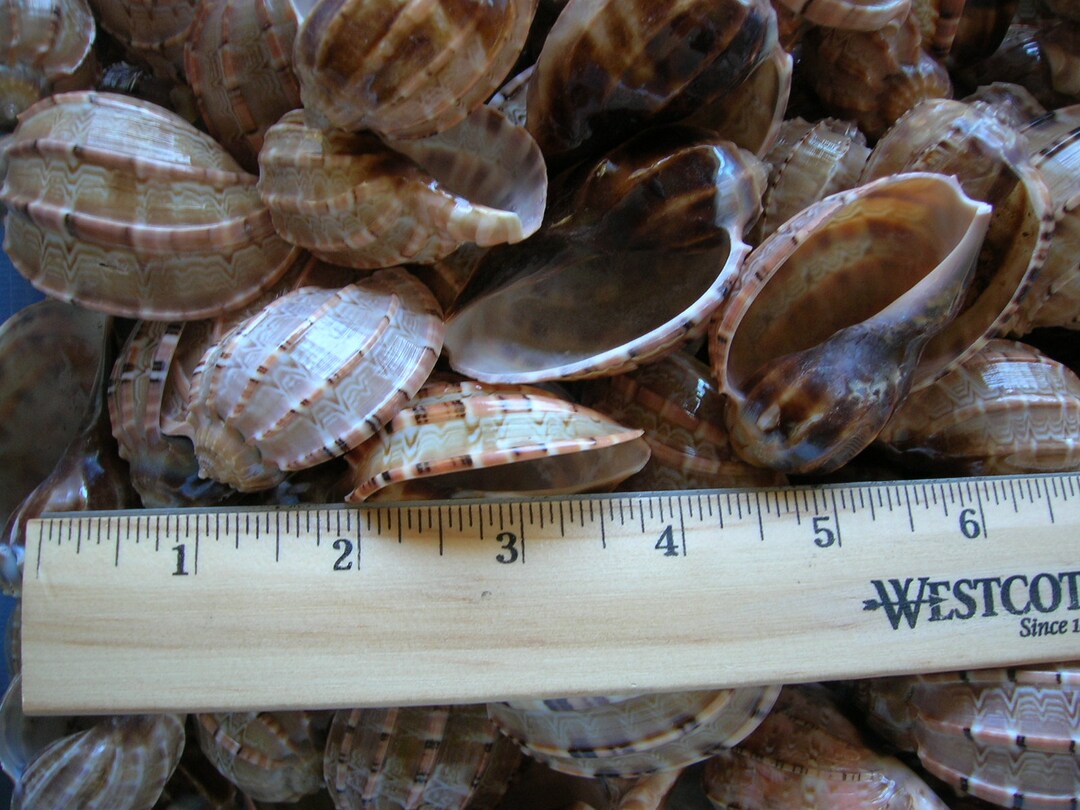 SET OF 10 Real HARP Seashells, About 1 3/4" to 21/2"" Long Harpa ...