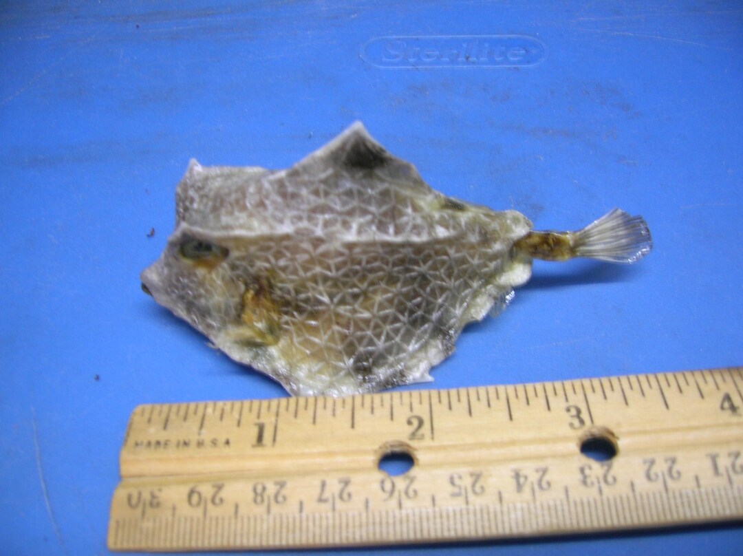 Real Dried Cowfish Boxfish Sharks Ray Shark Taxidermy Jaw Jaws Teeth ...