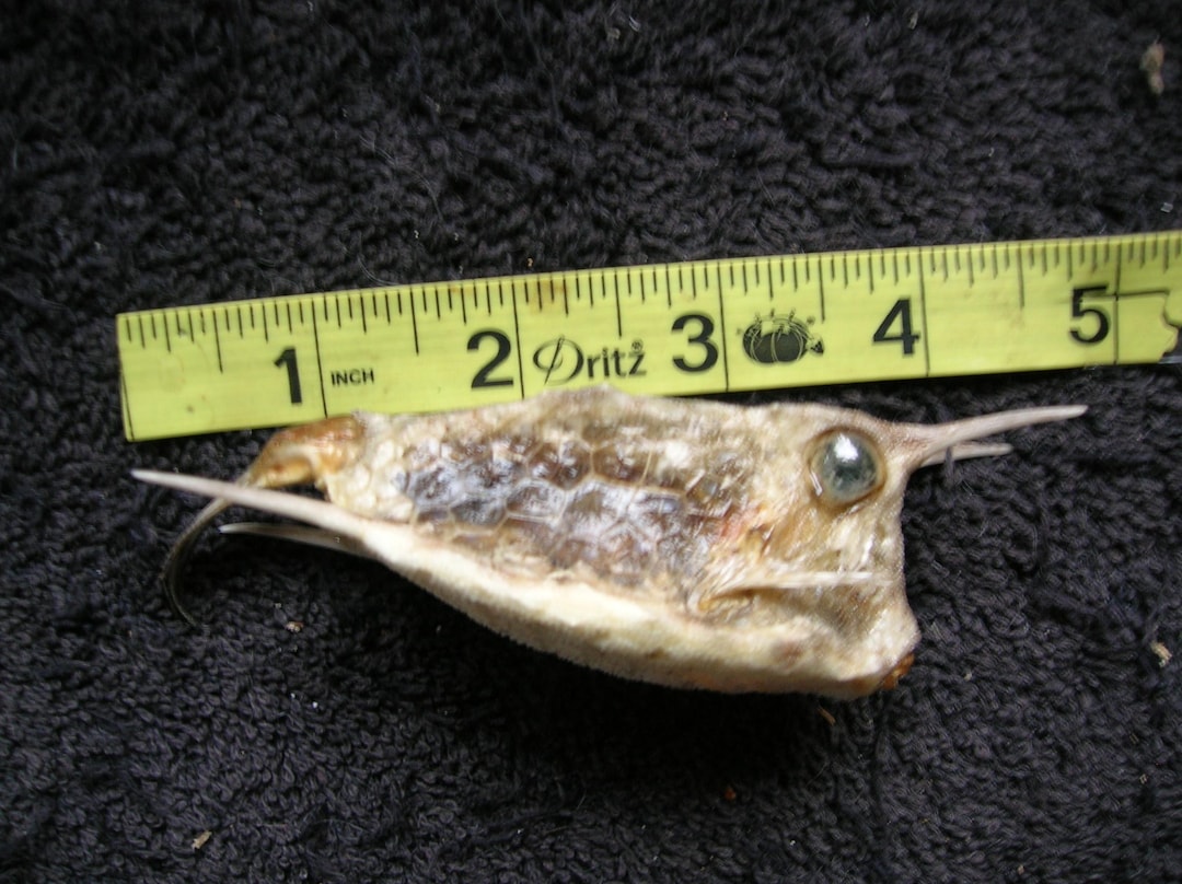 Real Dried Cowfish Sharks Ray Shark Taxidermy Jaw Jaws Teeth Skull ...