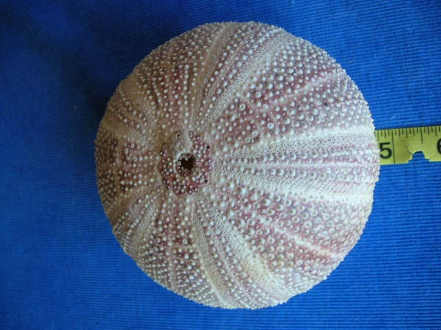LARGE SEA URCHIN Seashell Shells Sea Star Fish Taxidermy Crafts Art ...