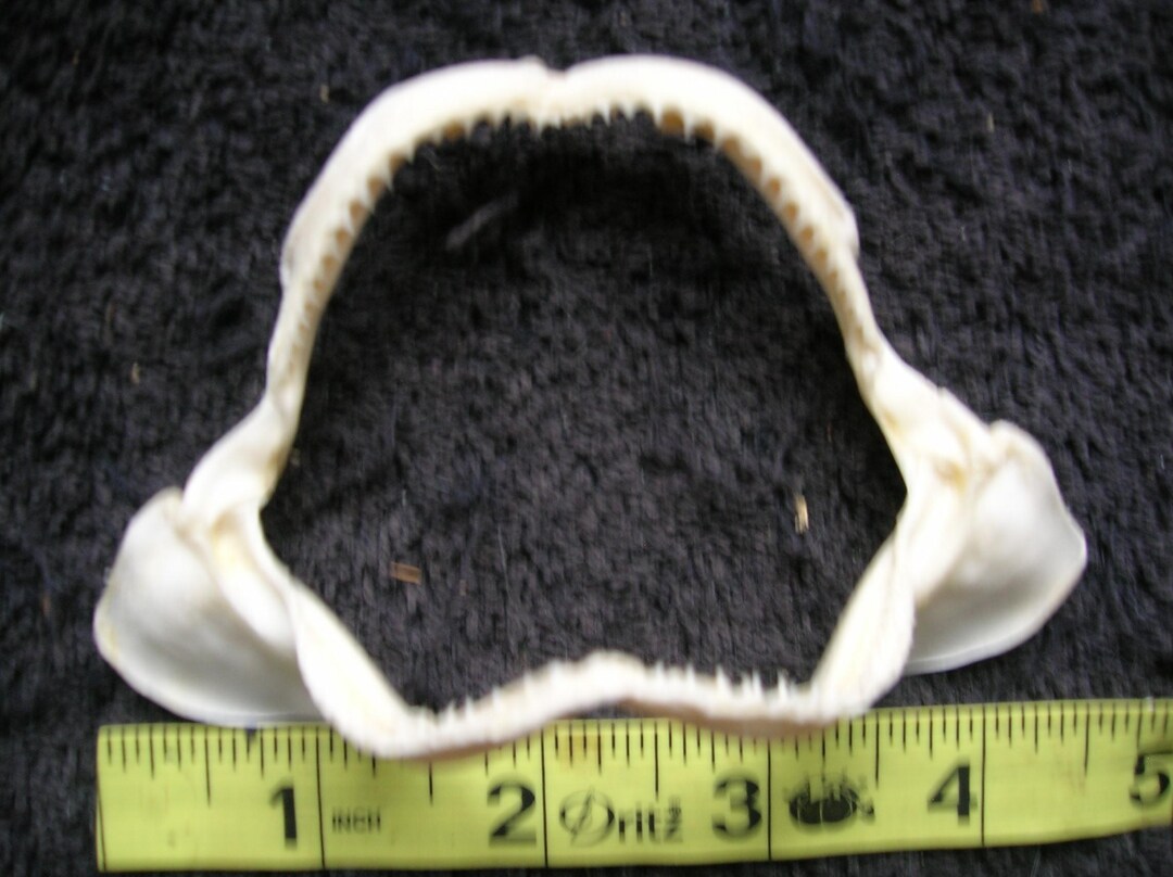REAL SHARK JAW Jaws Taxidermy Fish Mount Skull Skeleton Fishing Bone ...