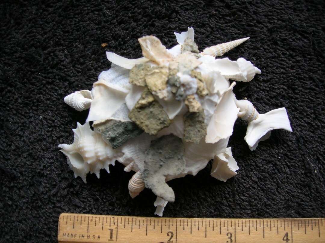 REAL Xenophora Pallidula Pallid Carrier Shell/shells Seashell/oddity ...