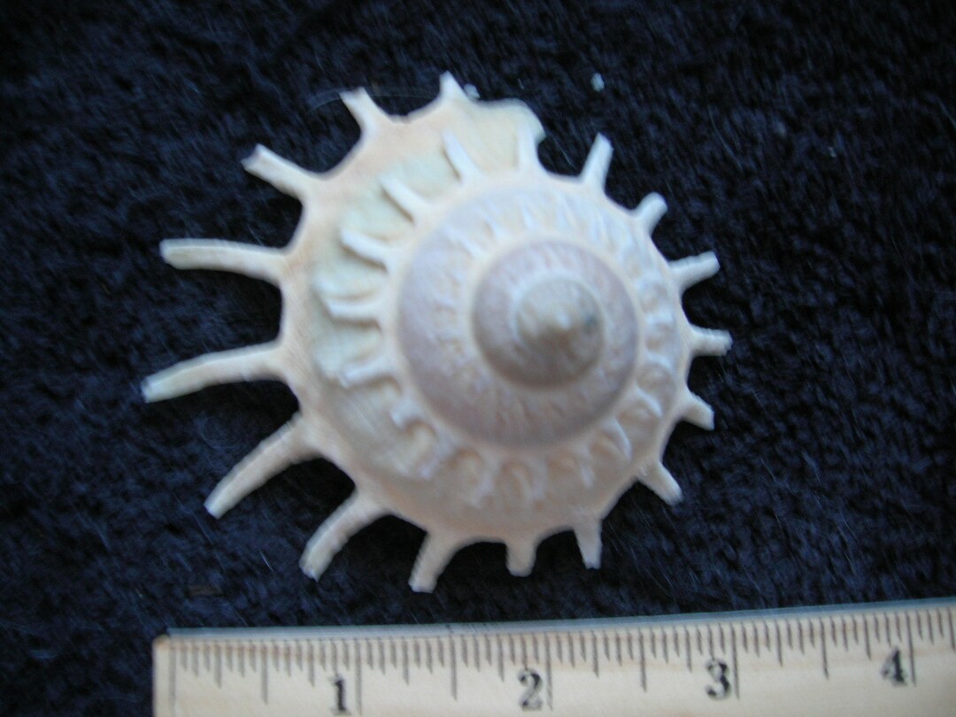 SUN CARRIER Star Shell Stellaria Solaris Seashell Shells Xenophora - Etsy