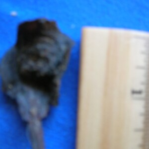 Set of 2 Tiny, Real Dried Thornback Rays Shark Sharks Jaw Jaws ...