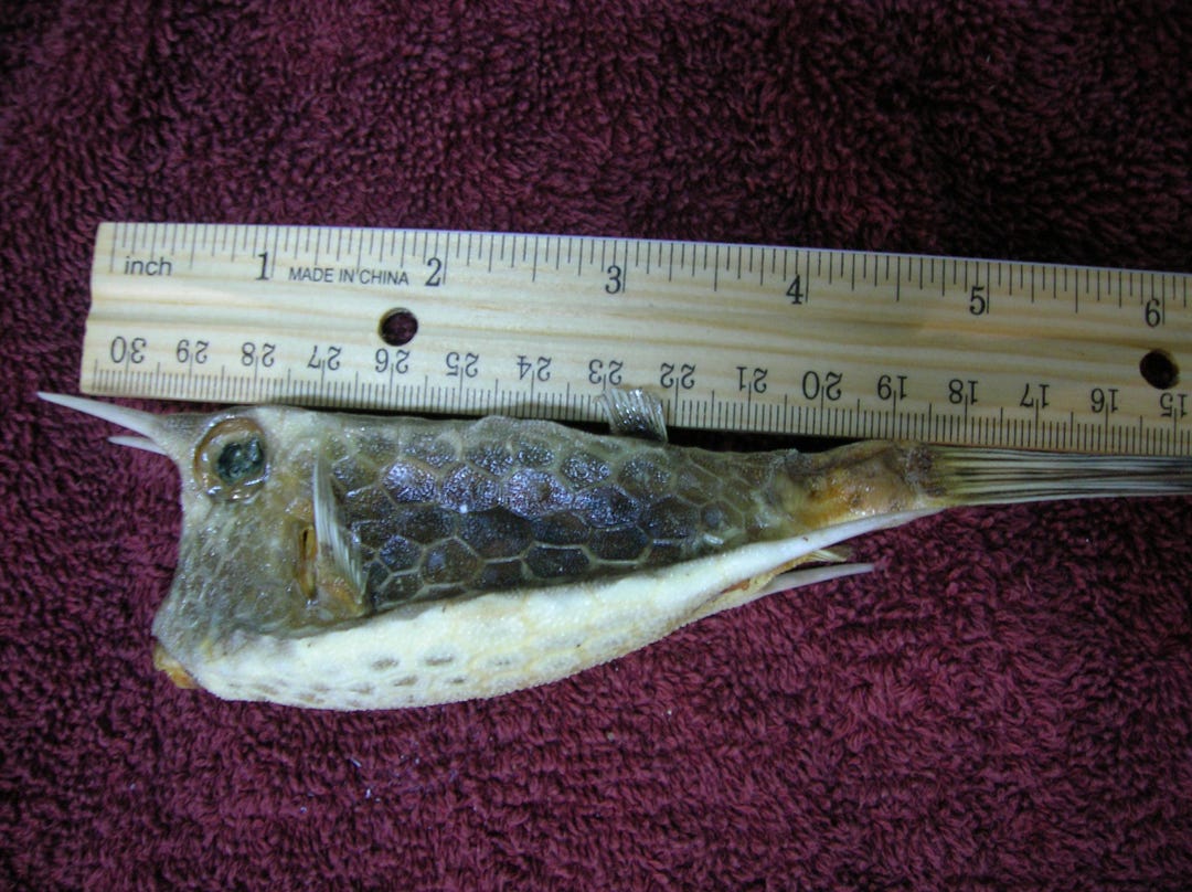 Real Dried Cowfish Boxfish Sharks Ray Shark Taxidermy Jaw Jaws Teeth ...